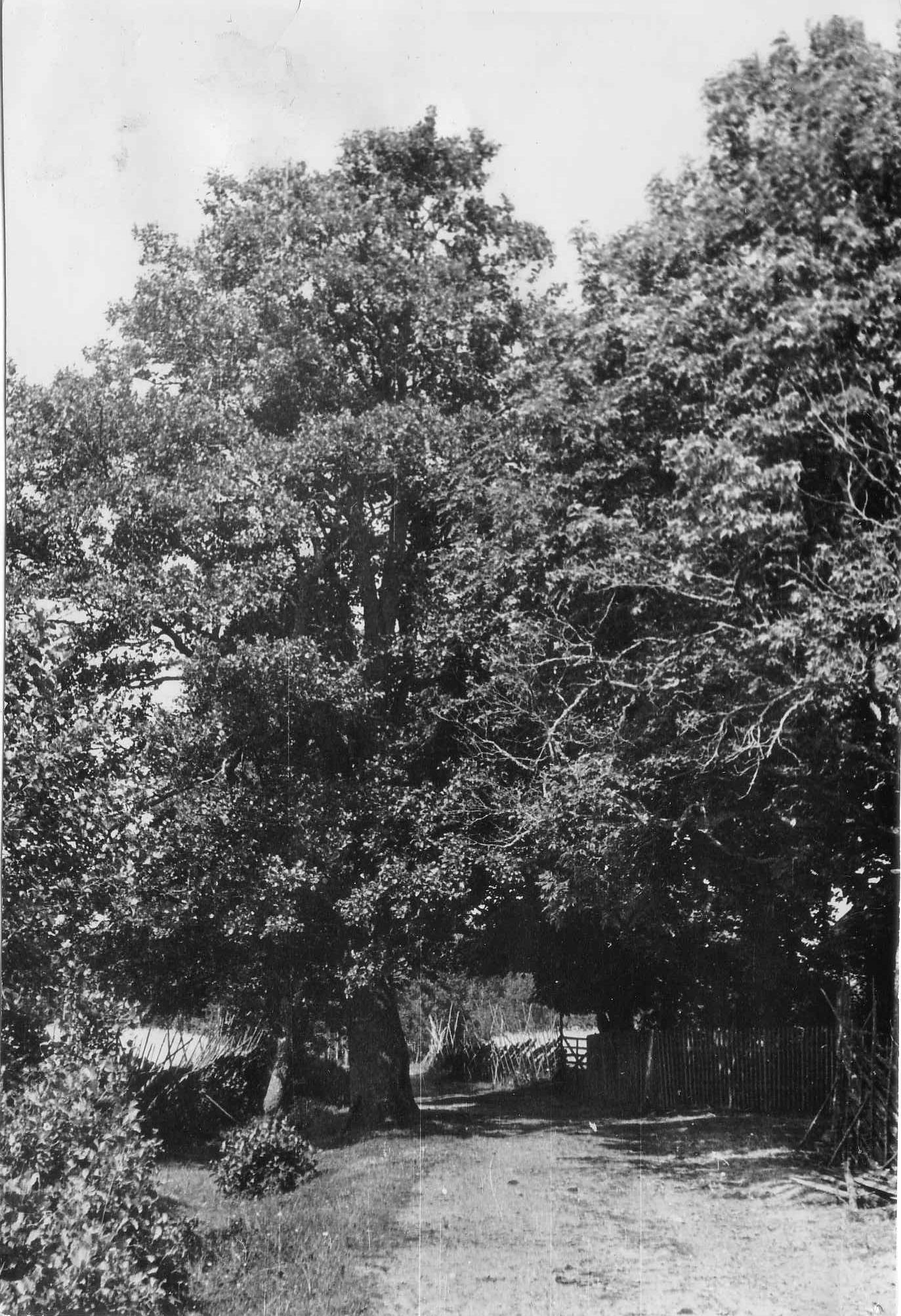 Looduskaitsealune sanglepp (Alnus glutinosa) Lilbi - Ajapaik