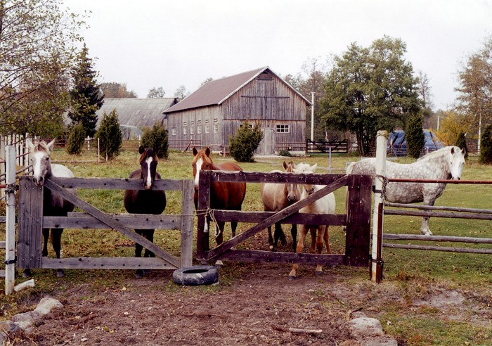 Hobused Kärdlas Kärneri tänava koplis - Ajapaik
