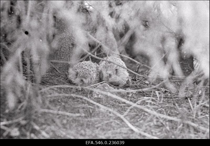 Siilipaar metsa all. (H.Leppikson "Mesinädalal") – Harald Leppikson ...