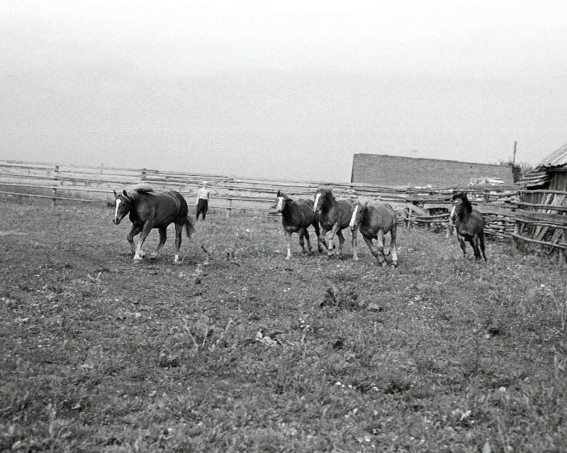 Uhtna kolhoosi sälud koplis. – Karl Oras - Ajapaik