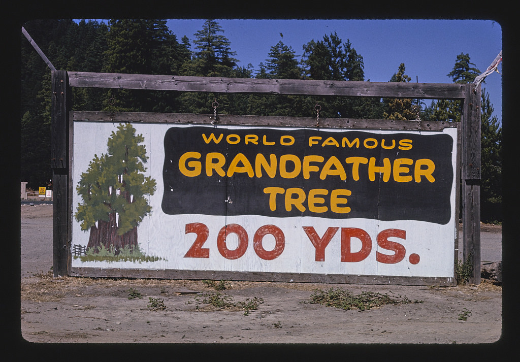 Grandfather Tree billboard, Route 101, - Ajapaik