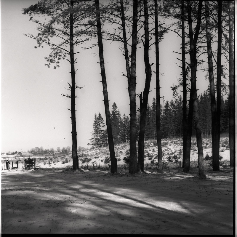 Talvine maastik - metsaserv, vasakul – Carl Sarap - Ajapaik