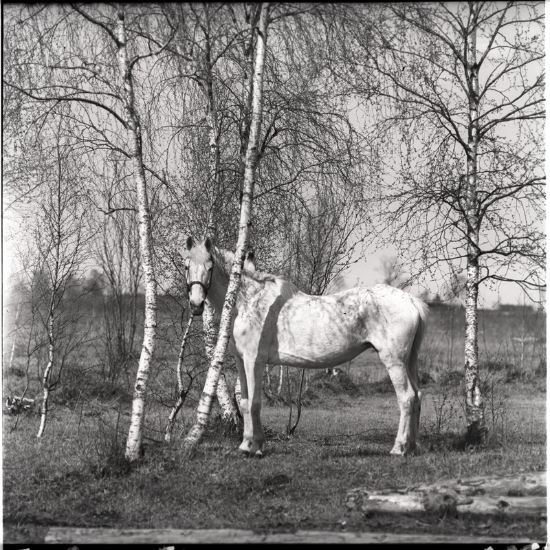 Valge hobune kaskede vahel – Carl Sarap - Ajapaik