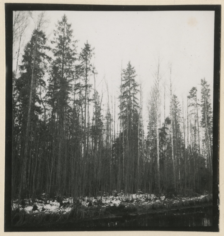 Vaated maastikule Puhatu soostikus - – Heinz Ellenberg - Ajapaik