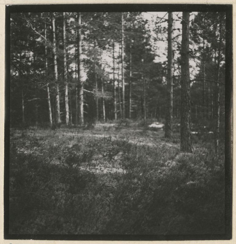 Lagendik männimetsas – Heinz Ellenberg - Ajapaik