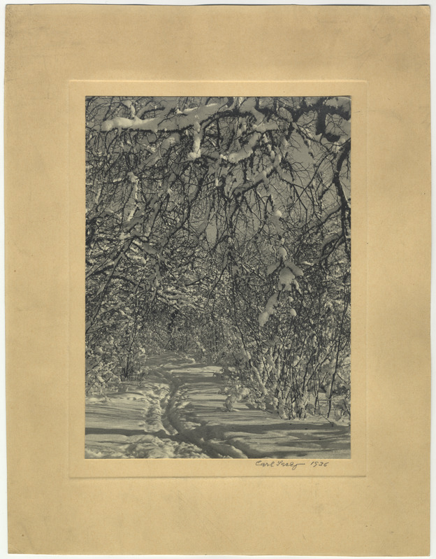 Talvine mets, lumiste okste all – Carl Sarap - Ajapaik