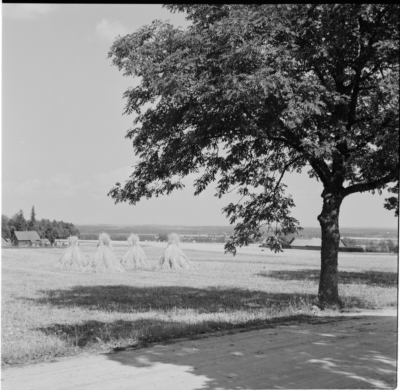 Kärstna loodus – Carl Sarap - Ajapaik