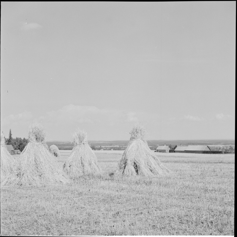 Kärstna loodus – Carl Sarap - Ajapaik