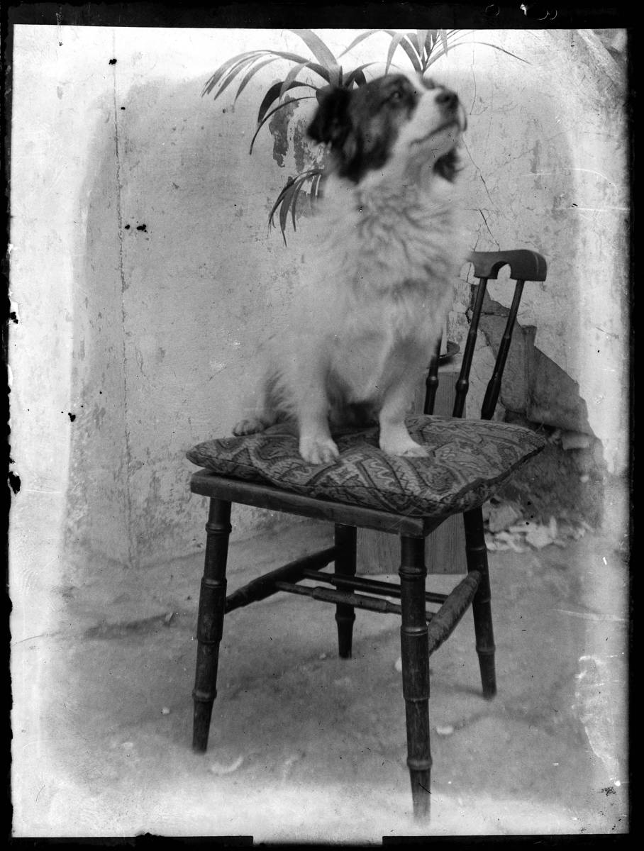 [Sultan Dog] - The Sultan – Desconegut - Ajapaik