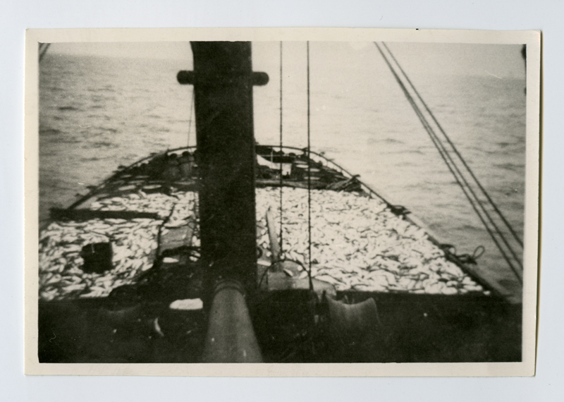 Esimene heeringasaak aurulaeval "Põhjarand" - Ajapaik