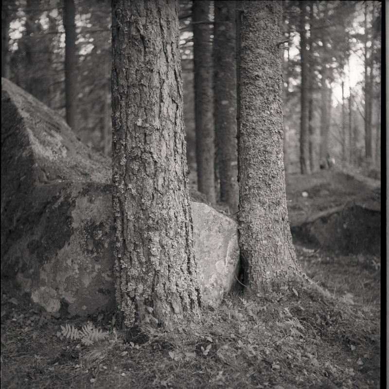 Rändrahn - suur kivi puutüvede – Carl Sarap - Ajapaik