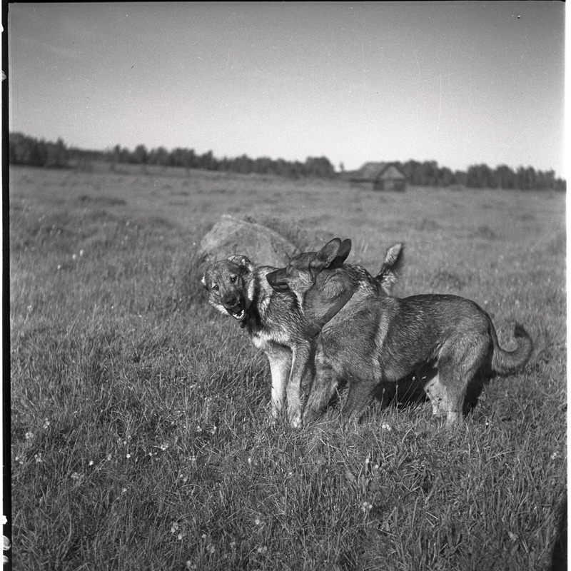 Kaks koera – Carl Sarap - Ajapaik