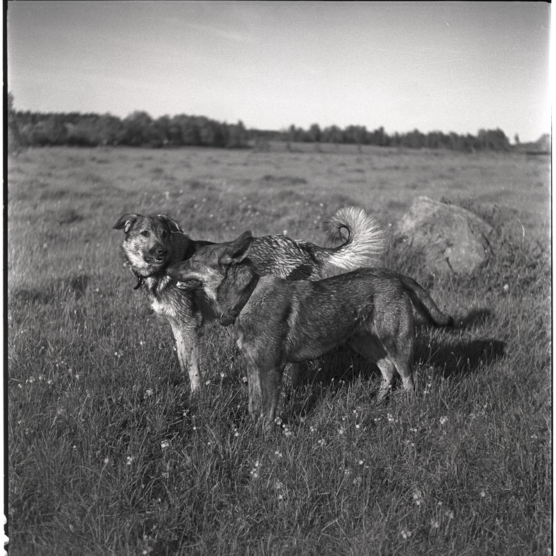 Kaks koera – Carl Sarap - Ajapaik