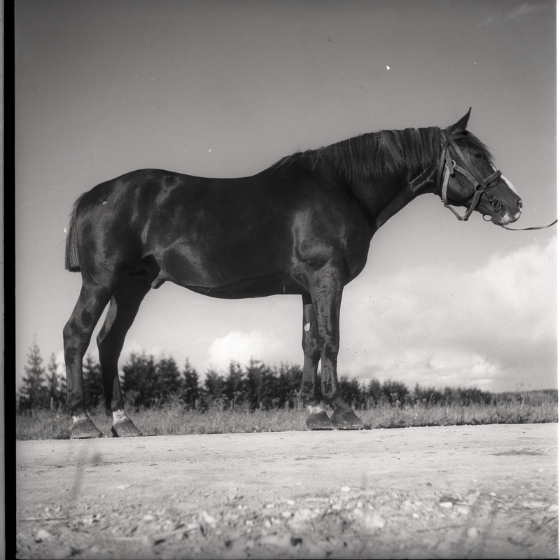 Hobune – Carl Sarap - Ajapaik