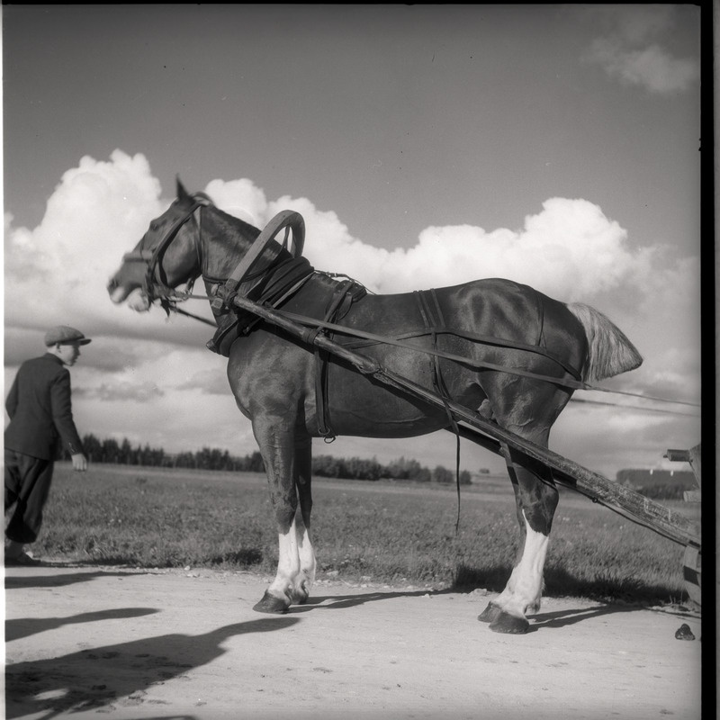 Hobune – Carl Sarap - Ajapaik