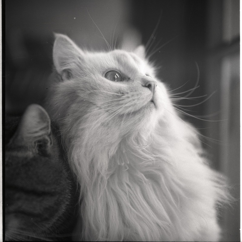 Kaks kassi – Carl Sarap - Ajapaik