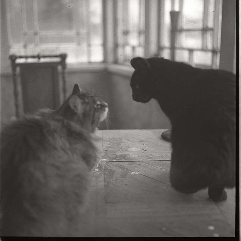 Kaks kassi – Carl Sarap - Ajapaik