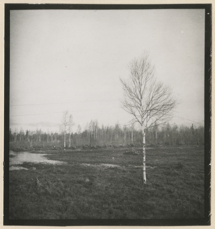 Vaated maastikule Puhatu soostikus - – Heinz Ellenberg - Ajapaik