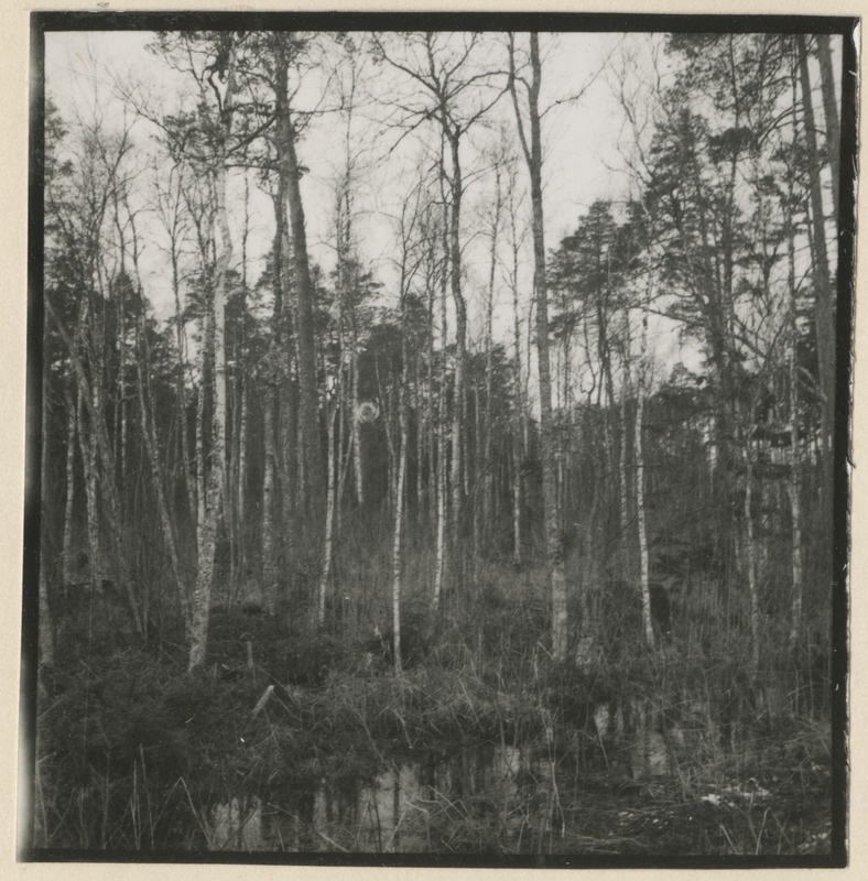 Vaated maastikule Puhatu soostikus - – Heinz Ellenberg - Ajapaik