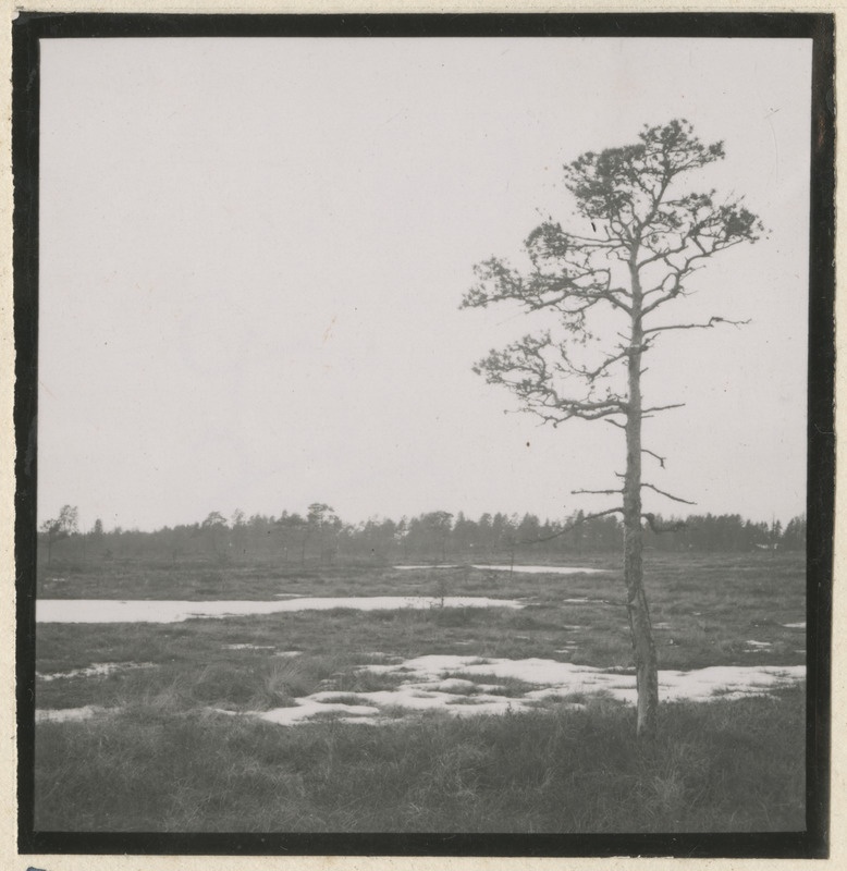 Üksik mänd ja külmunud laukad – Heinz Ellenberg - Ajapaik