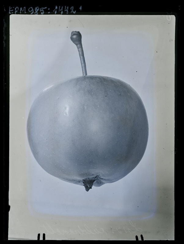 Liivi kuldrenett - Ajapaik