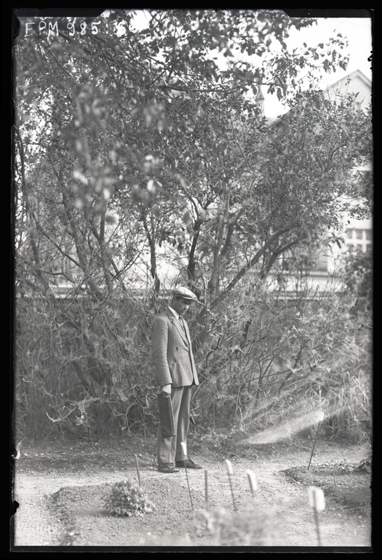 Yponomeuta (võrgendikoi) Euonymus europaeus'e (har - Ajapaik