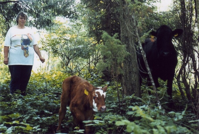 Milvi Jõeleht oma lehmadega - Ajapaik