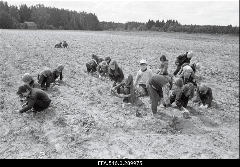 Valgevene lapsed Valgemetsa pioneerilaagris. Ukrai – Harald Leppikson ...
